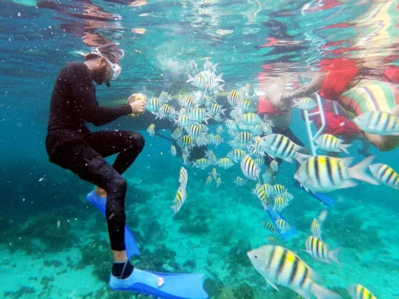 All Resorts: Ricks Cafe Sunset Catamaran Cruise - Key Points