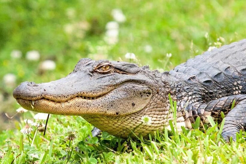 Alligator Swamp Tour by Gray Line New Orleans - Wildlife and Habitat Focus