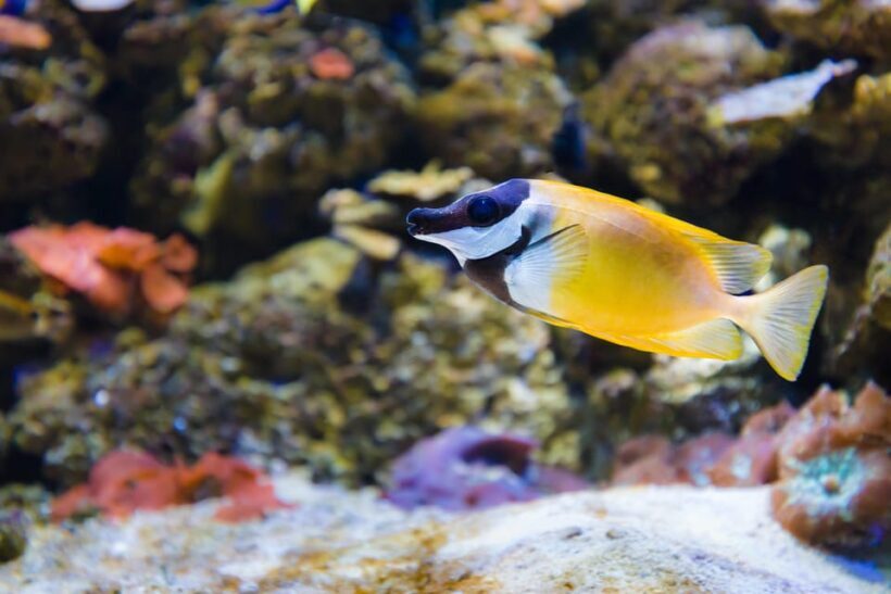 Almería: Aquarium Costa de Almería Entry Ticket - FAQ