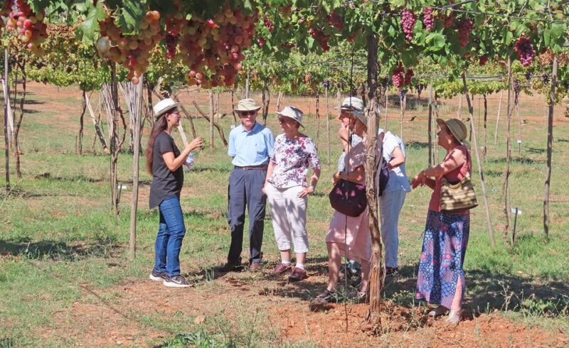 Almería: Wine tour and tasting in Organic Winery - Key Points