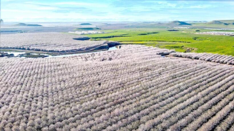 Almond Bloom Adventure: Nature's Art - Audio Driving Tour - FAQ