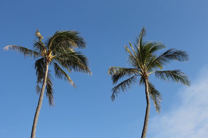 Aloha Scooter Tours - Analyzing the Value and Practicalities