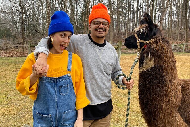 Alpaca and Llama Encounter with Guided Walk - The Value of the Experience