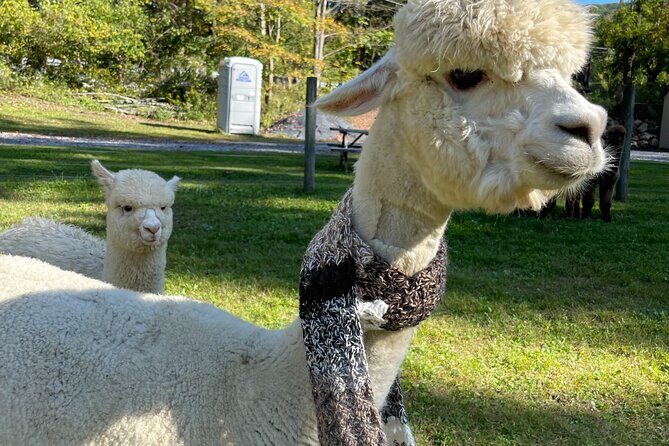 Alpaca and Llama Encounter with Guided Walk - The Sum Up