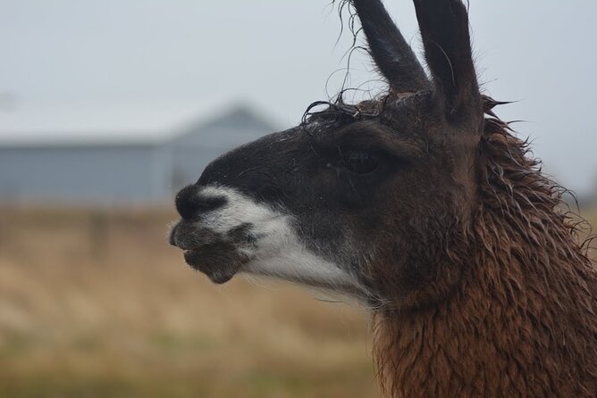 Alpaca and Llama Farm Tour - Authenticity and Visitor Feedback