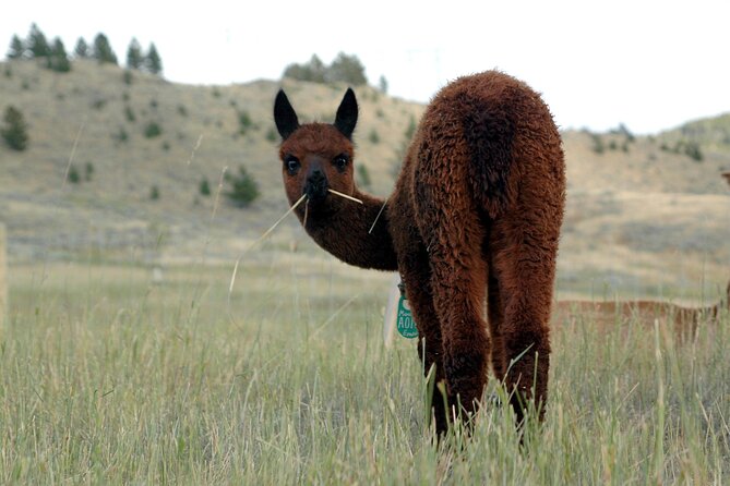 Alpaca and Llama Farm Tour - The Sum Up: Is This Tour Worth It?