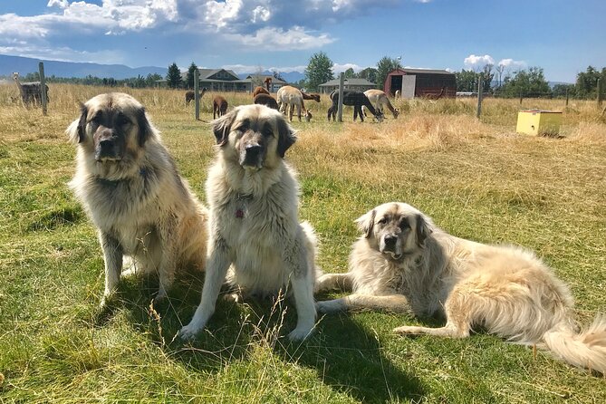 Alpaca and Llama Farm Tour - FAQ