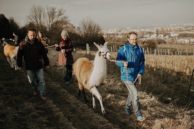 Alpaca and Llama Hike Moedling Near Vienna - Pricing and Booking Details
