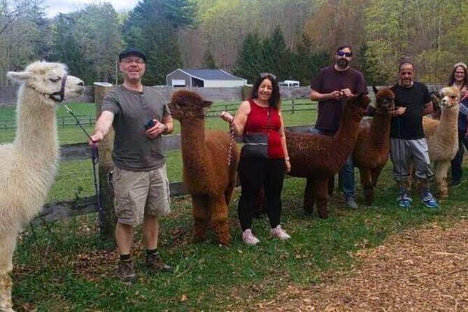 Alpaca and Llama Trek in Pleasant Valley - What Should You Expect During the Tour?