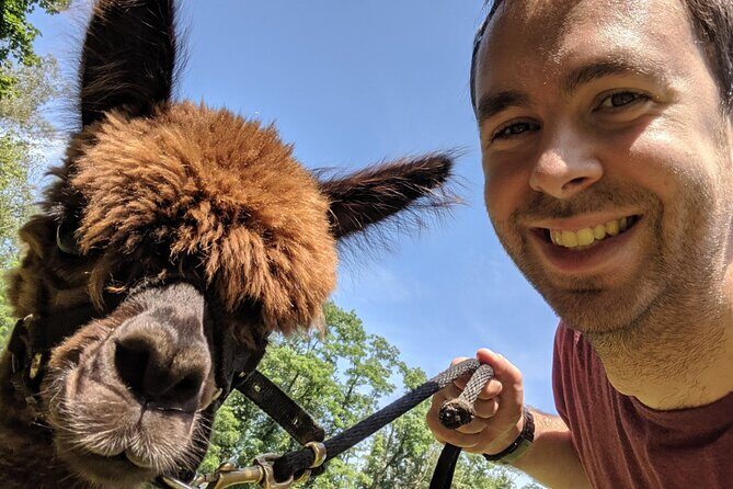 Alpaca and Llama Trek in Pleasant Valley - The Sum Up