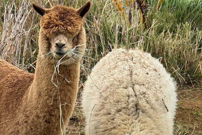 Alpaca Farm Experience on the Road to Hana - What Makes This Tour Stand Out
