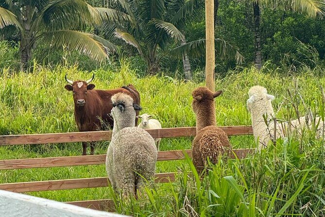 Alpaca Farm Experience on the Road to Hana - Practical Tips for Travelers
