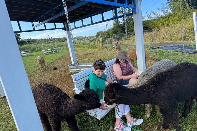 Alpaca Farm Experience on the Road to Hana - Who Will Love This Experience?