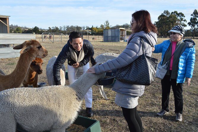 Alpaca Farm Tours with Toffeemont - The Itinerary in Detail
