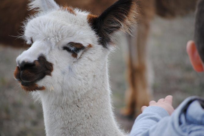 Alpaca Farm Tours with Toffeemont - Authentic Reviews and what they reveal