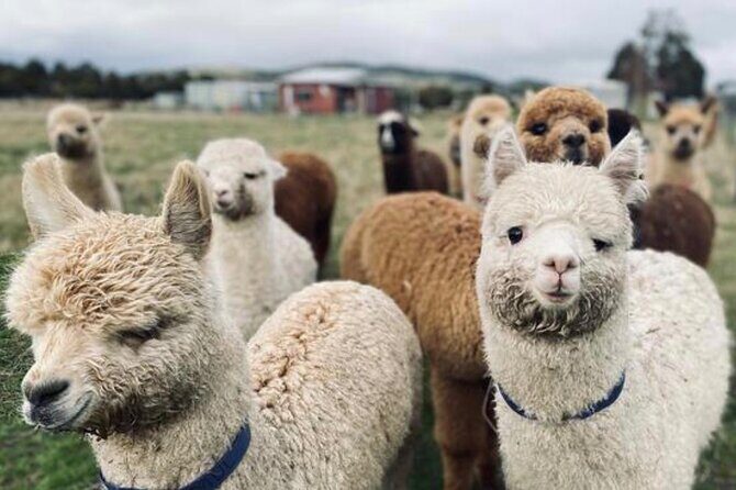 Alpaca Farm Tours with Toffeemont - FAQ