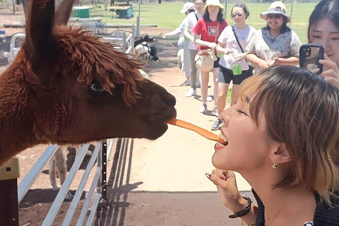 Alpaca Feeding with Wildlife and Nature Park Visit Private Tour - A Detailed Look at the Alpaca Feeding with Wildlife and Nature Park Visit Private Tour
