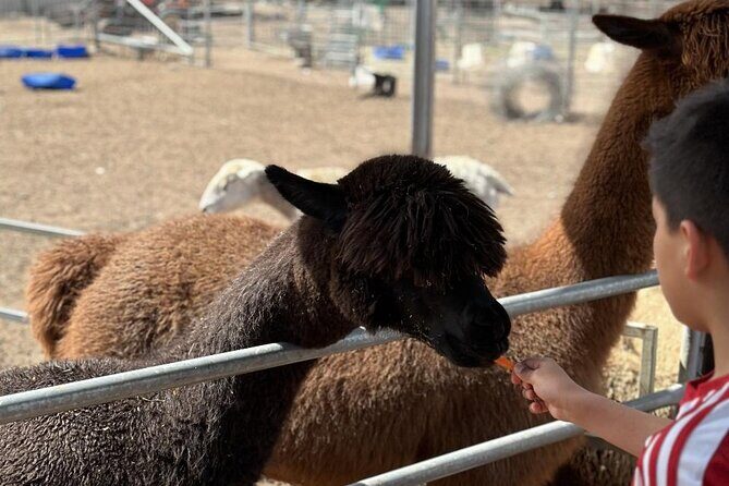 Alpaca Feeding with Wildlife and Nature Park Visit Private Tour - The Itinerary in Depth — What to Expect