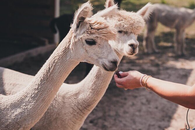 Alpaca Interaction and Wine Tasting - Introduction: A Perfect Blend of Animals and Wine
