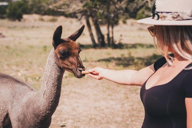 Alpaca Interaction and Wine Tasting - Authentic Insights from Reviews