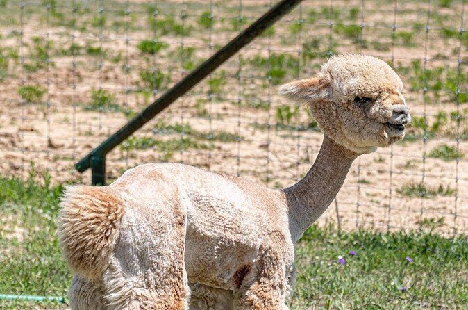 Alpaca Interaction and Wine Tasting - The Sum Up: An Authentic, Family-Friendly Escape