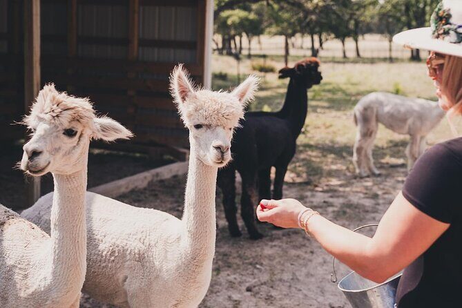 Alpaca Interaction and Wine Tasting - FAQ