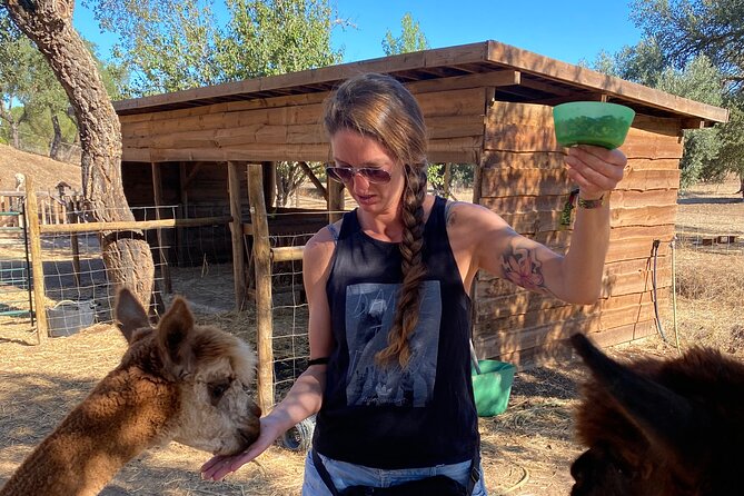 Alpaca Meet and Feed in Grândola - Getting to the Farm