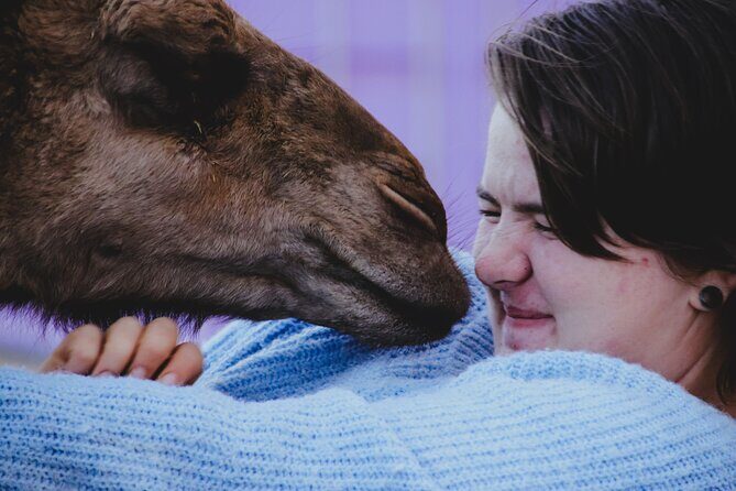 Alpaca Meet and Greet Experience in Peterborough - Practical Details and Value