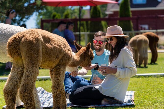 Alpaca Picnic Experience in Oregon - The Setting and Timing