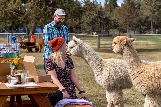 Alpaca Picnic Experience in Oregon - Practical Tips for Your Visit