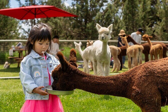 Alpaca Picnic Experience in Oregon - The Sum Up