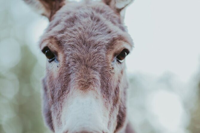 Alpaca Picnic - Immersive Animal Encounter - Seattle Experience - What to Expect from the Alpaca Picnic Experience
