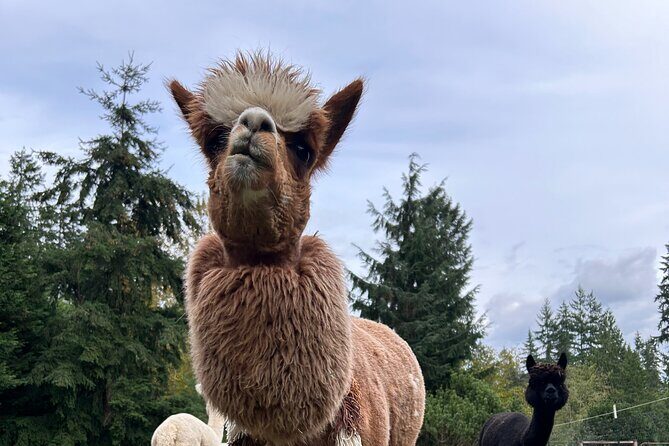 Alpaca Picnic - Immersive Animal Encounter - Seattle Experience - Who Will Love This Tour?