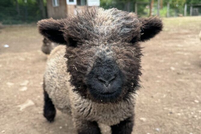 Alpaca Picnic - Immersive Animal Encounter - Seattle Experience - FAQ