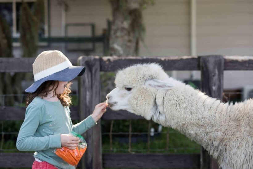 Alpaca therapy and artisanal creativity - The Sum Up: Is It Worth It?