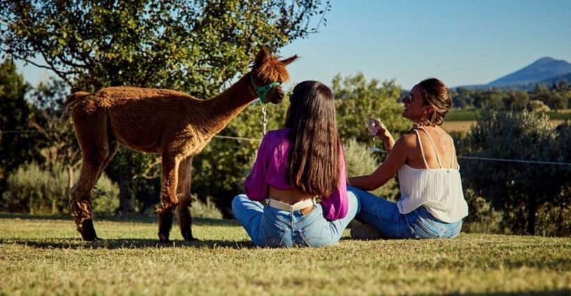 Alpaca Trek in Valdichiana Senese - Key Points