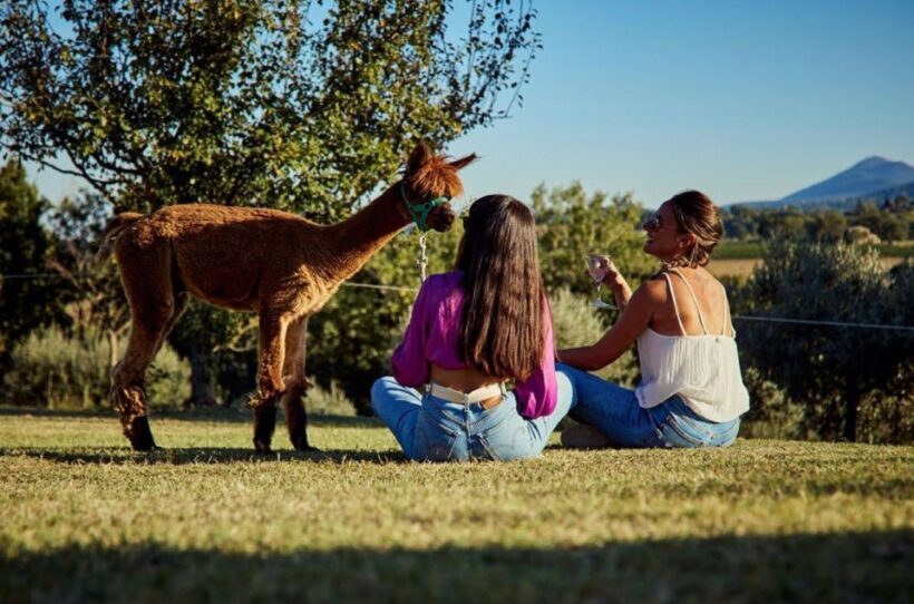 Alpaca Trek in Valdichiana Senese - The Experience: What You Can Expect