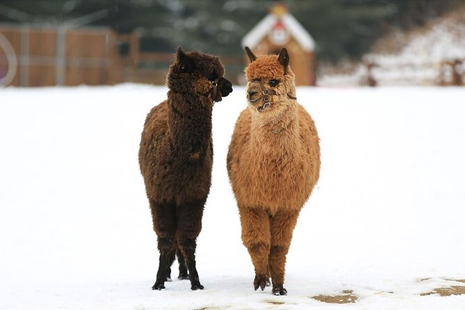 Alpaca World and Nami Island with Gangchon Rail Bike Tour - Practical Details and What You Can Expect
