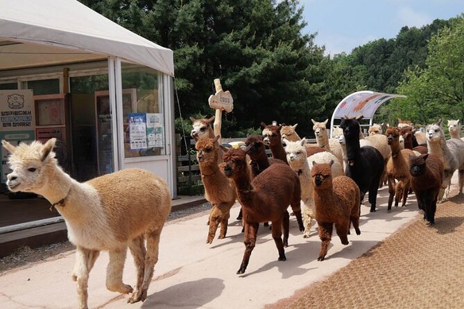 Alpaca World and Nami Island with Gangchon Rail Bike Tour - Final Thoughts