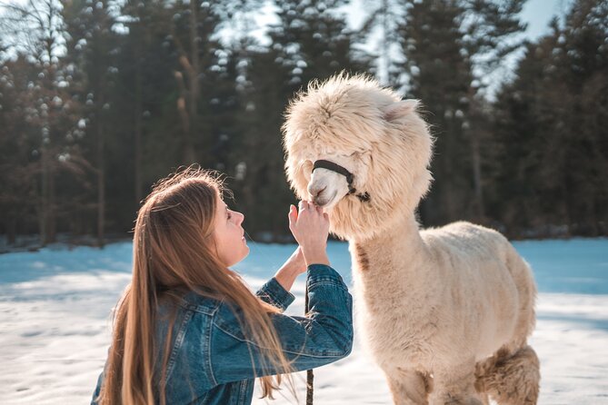 Alpaca World & Nami Island & Garden of Morning Calm One Day Tour - The Experience: Pros and Cons