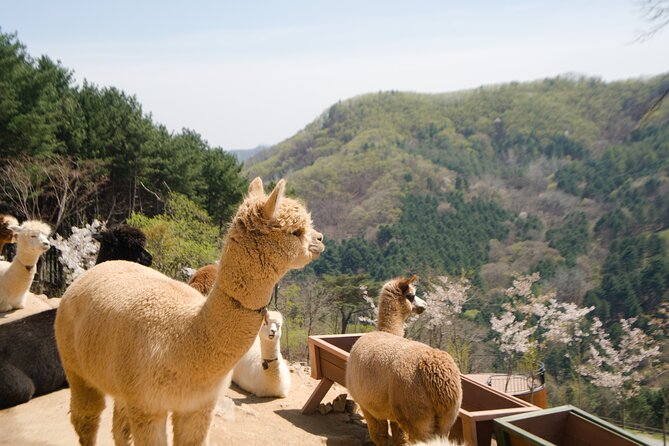 Alpaca World Tour with Nami Island & opt Railbike or Garden/Park - Real Traveler Insights