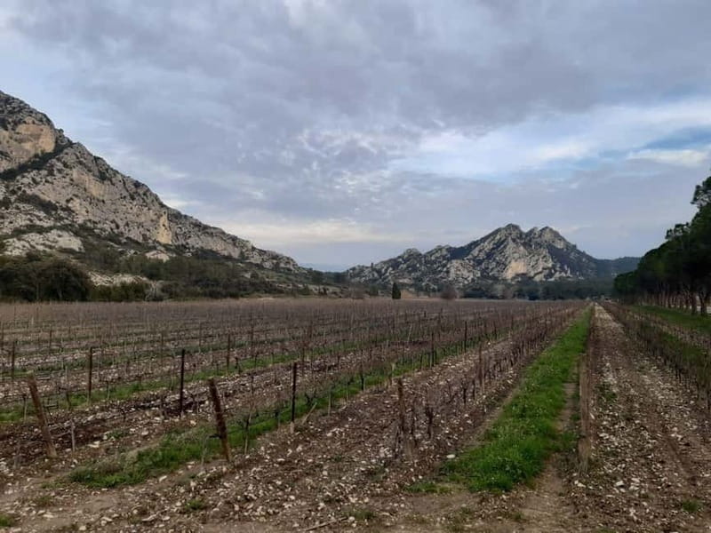 Alpilles: Tours, wine tastings and bistronomic restaurant - Key Points