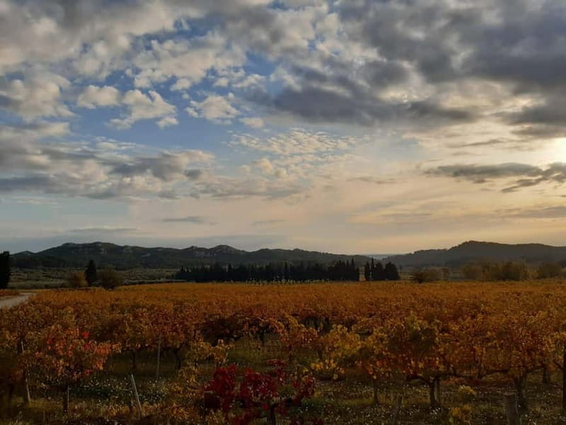 Alpilles: Tours, wine tastings and bistronomic restaurant - Who Will Enjoy This Tour?