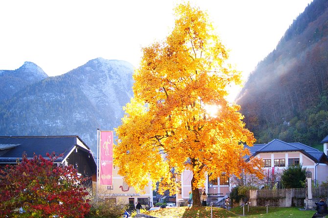 Alpine Hallstatt Day Trip From Vienna Incl. Admont Abbey Visit - Traveler Feedback and Insights