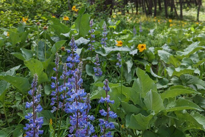 Alpine Lake Float and Guided Hike in the Bitterroot Mountains - Duration and Value