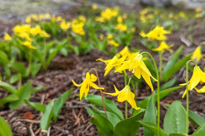Alpine Lake Float and Guided Hike in the Bitterroot Mountains - The Sum Up