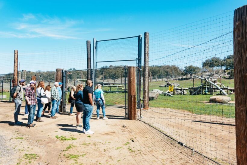 Alpine: Lions Tigers & Bears Animal Sanctuary Guided Visit - Key Points