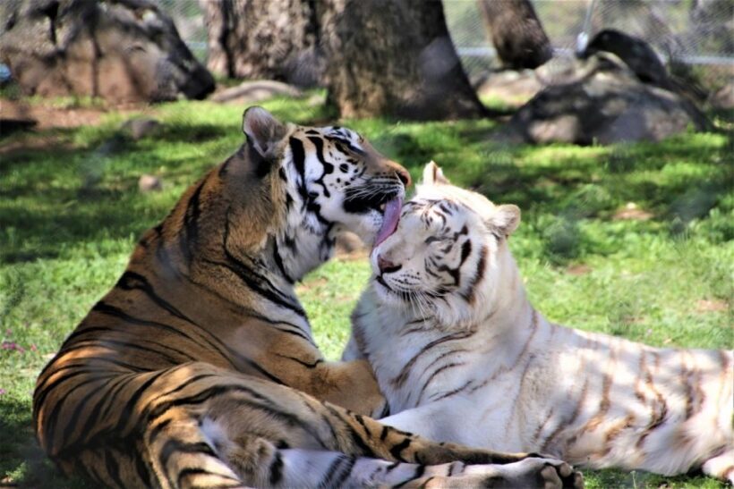 Alpine: Lions Tigers & Bears Animal Sanctuary Guided Visit - A Detailed Look at the Sanctuary Tour Experience