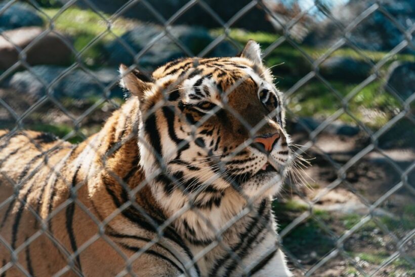 Alpine: Lions Tigers & Bears Animal Sanctuary Guided Visit - Practical Tips for Your Visit