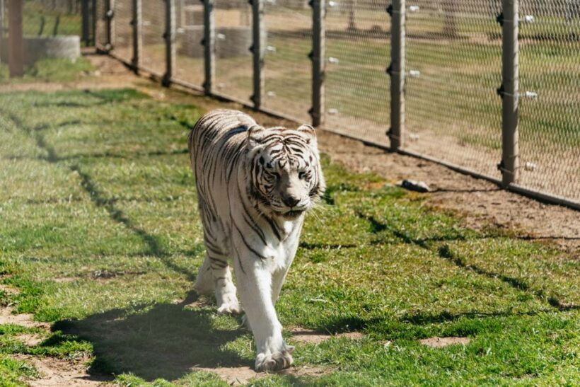 Alpine: Lions Tigers & Bears Animal Sanctuary Guided Visit - FAQs about the Lions Tigers & Bears Guided Tour